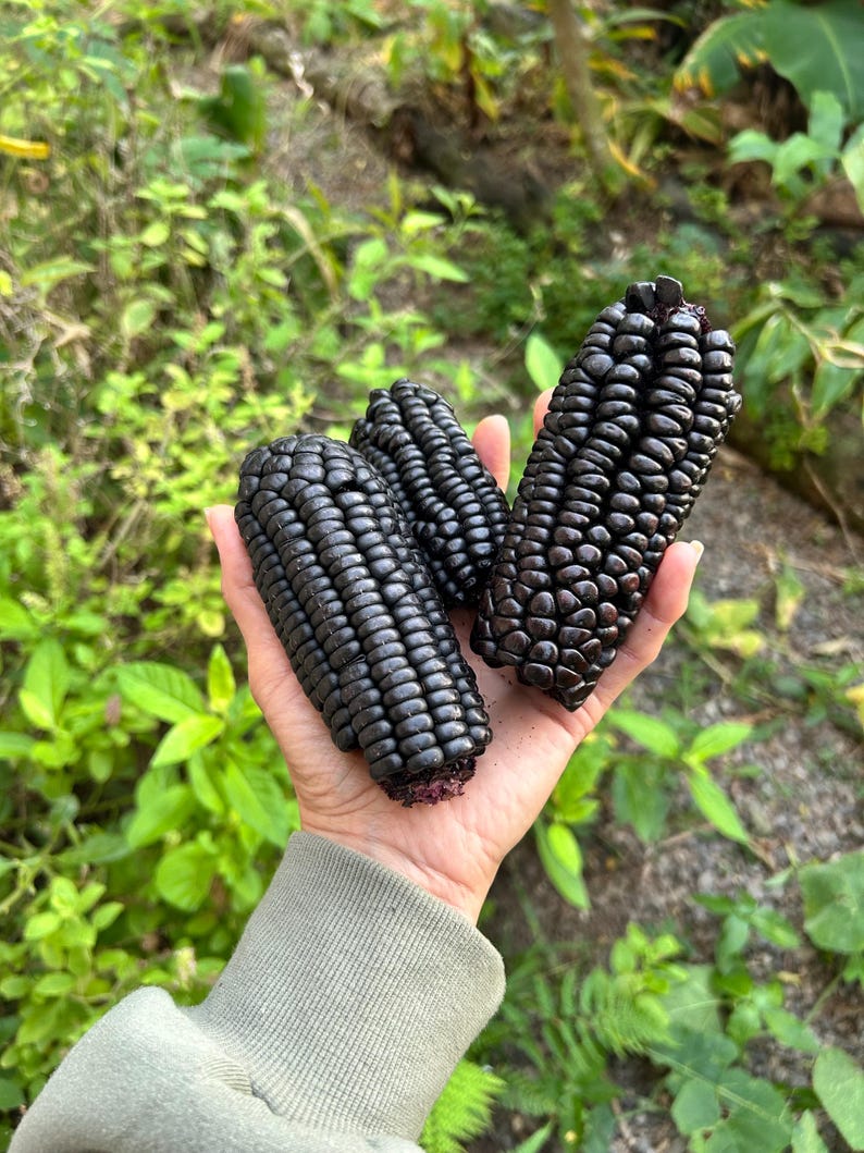 10x Purple Corn Seeds, Choclo Morado, Maize, Exotic, Kulli Sara ...