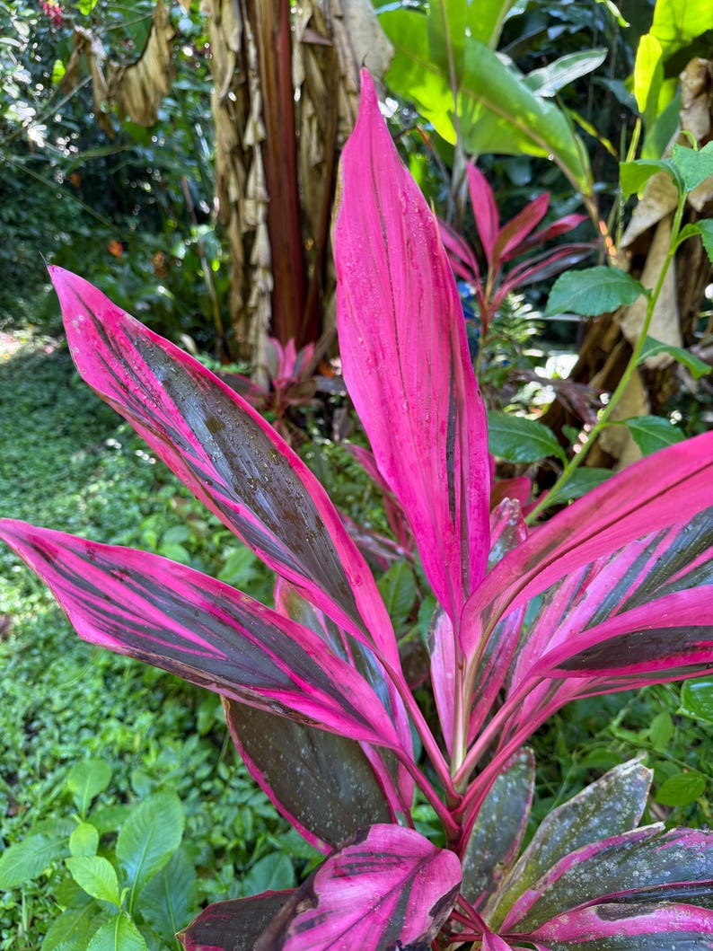 Lemon Red Cordyline Ti Plant - 3 Cuttings, 7" Long, Purple Prince - Etsy