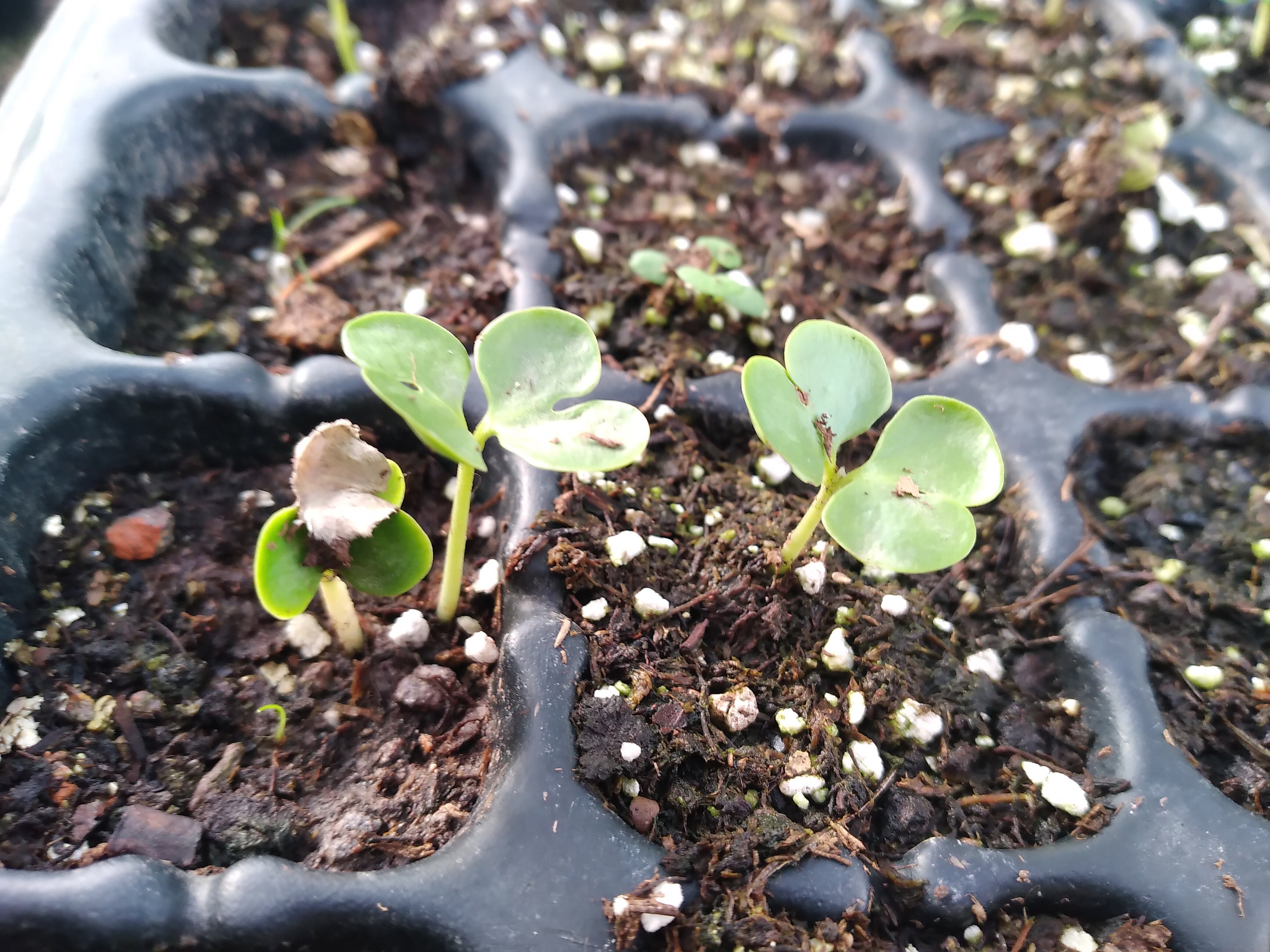 20x Pink Oak Tree Seeds/tabebuia Rosea Fresh Seeds A - Etsy Australia