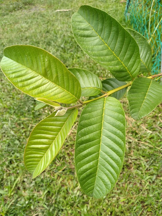 Guava Tree Leaf