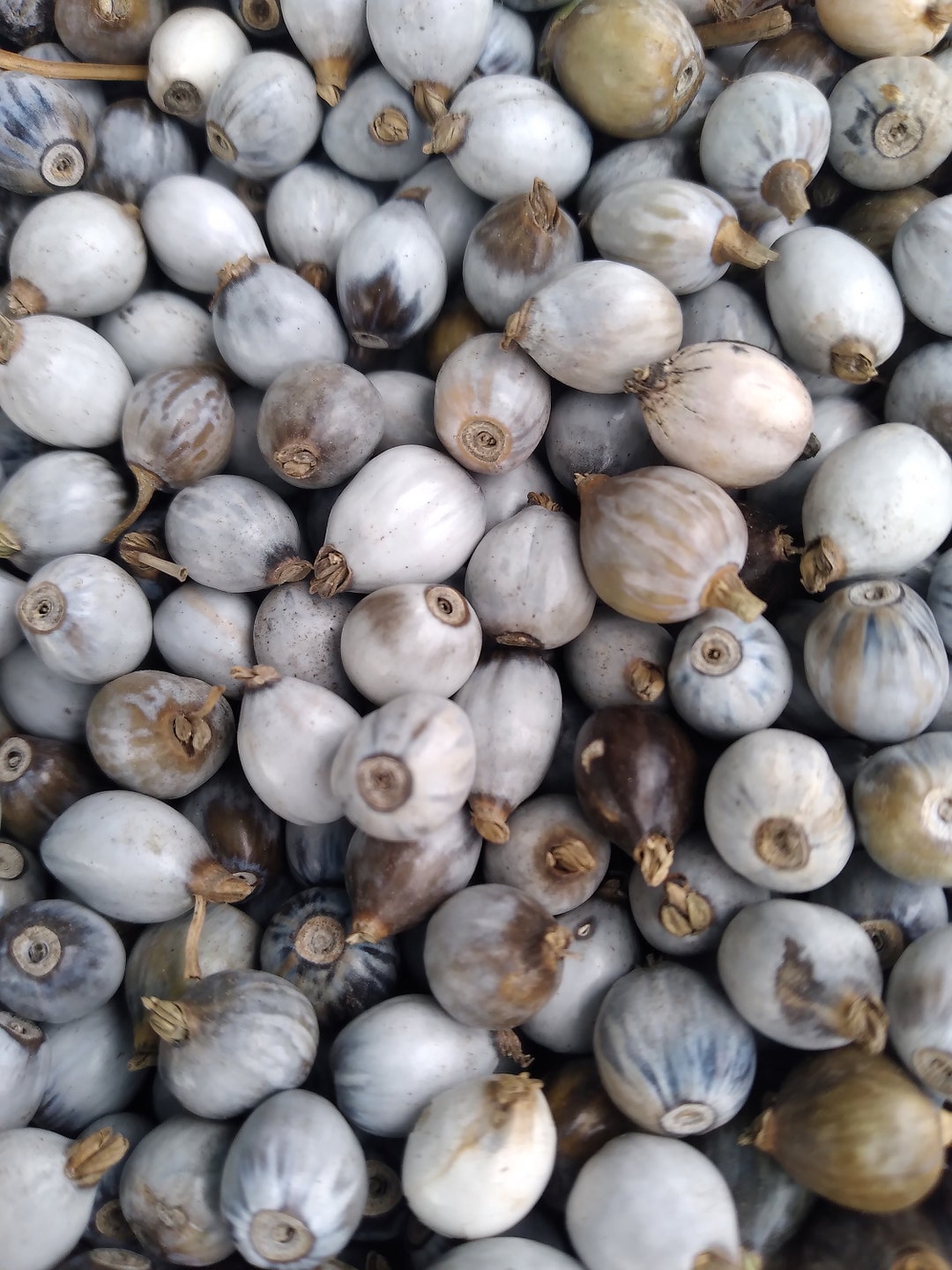 20 Job's Tears Seeds, Grow Your Own Crafts Beads, Amulet, Traditional ...