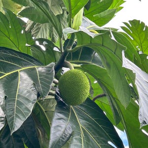 5 Breadnut Seeds: Exotic Tropical Fruit, Artocarpus Camansi - Etsy