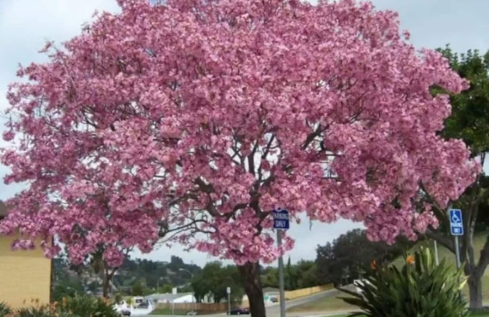 20x Pink Oak Tree Seeds/tabebuia Rosea Good Condition Seeds - Etsy
