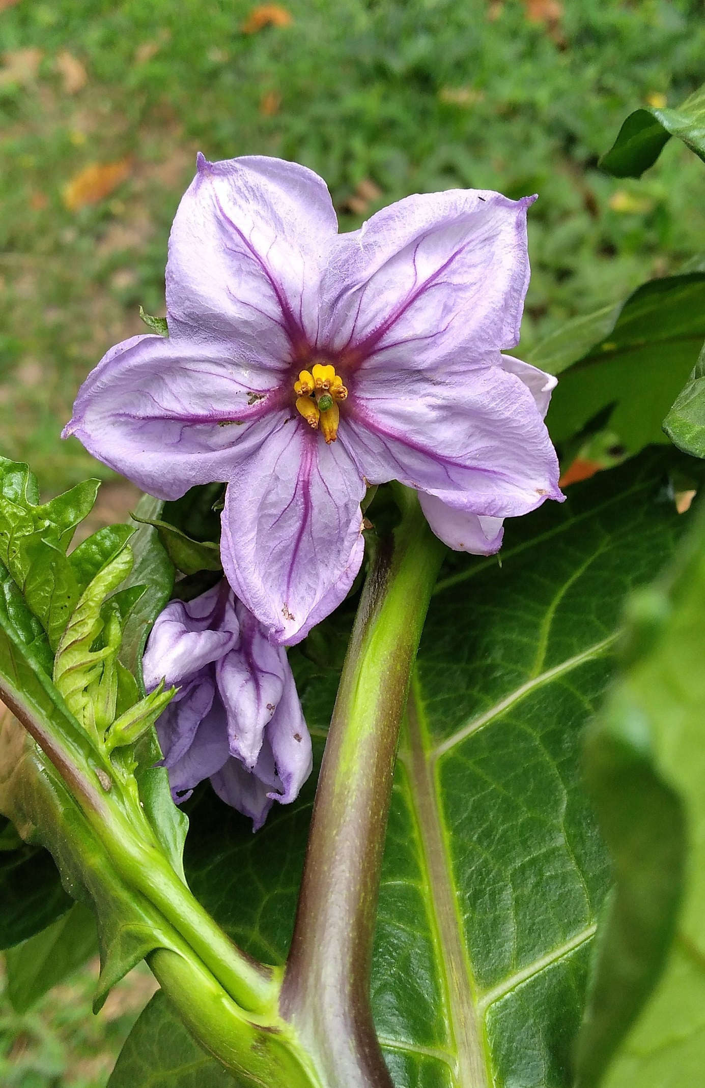50x Rare Seeds Brazilian Potato Tree Solanum Giant Potato - Etsy