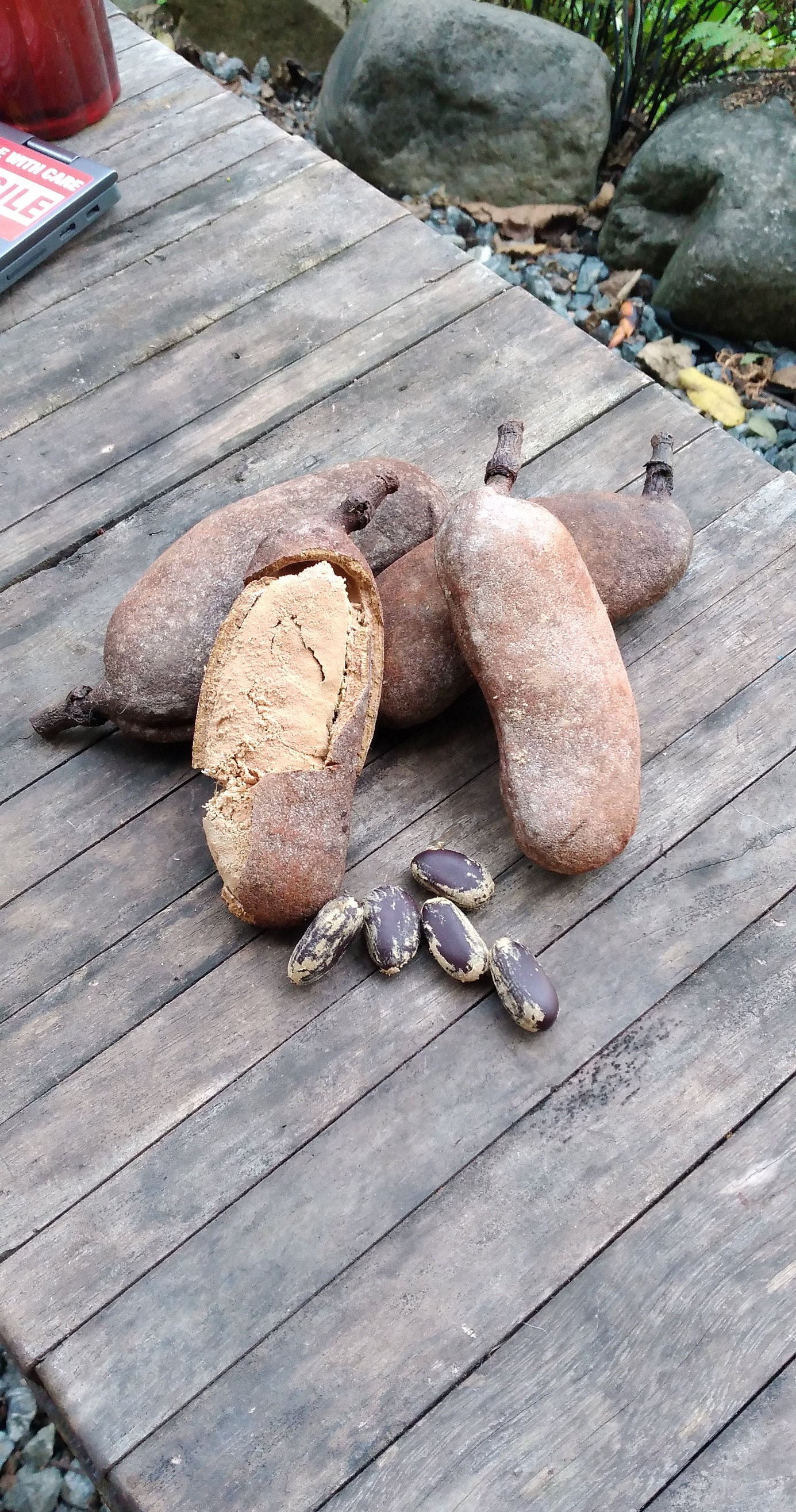 Organic Coffee Pods Certified Organic Whole Carob Pods From Greece ...