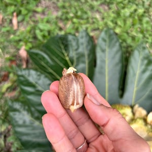 5 Breadnut Seeds: Exotic Tropical Fruit, Artocarpus Camansi - Etsy