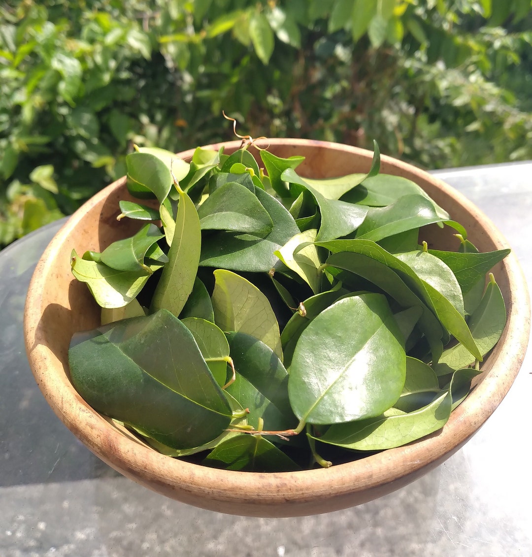 1 Oz Fresh Surinam Cherry Leaves: Natural Eugenia Uniflora Pitanga - Etsy
