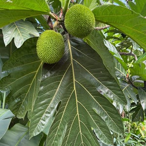 5 Breadnut Seeds: Exotic Tropical Fruit, Artocarpus Camansi - Etsy