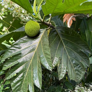 5 Breadnut Seeds: Exotic Tropical Fruit, Artocarpus Camansi - Etsy