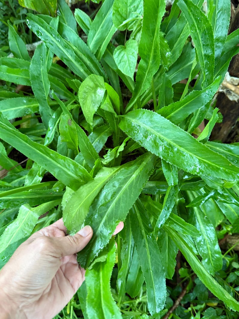 100 semillas de recao: culantro, hierba aromática para condimentar ...