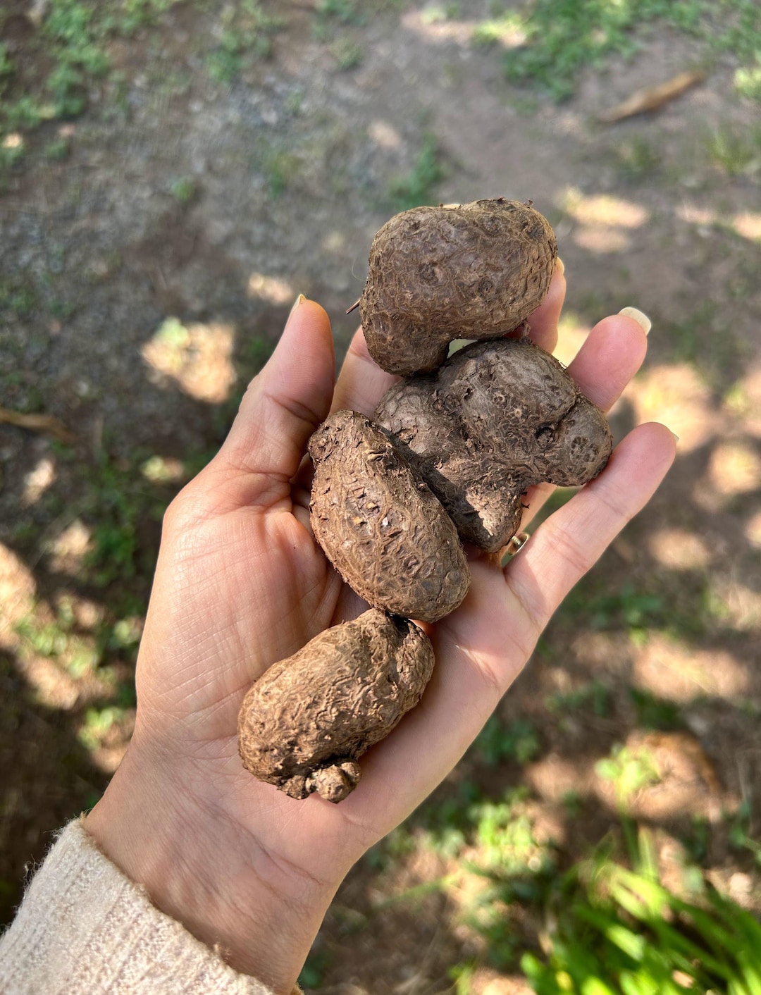3 Yam Seeds, Ñame, Dioscorea, Woodland Yam, Mountain Yam, Forest Yam ...