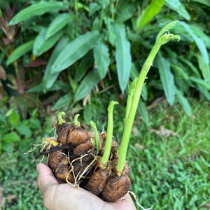 5 Breadnut Seeds: Exotic Tropical Fruit, Artocarpus Camansi - Etsy