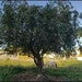 Guasima 20 Seeds: West Indian Elm, Grow Your Own Tree - Etsy