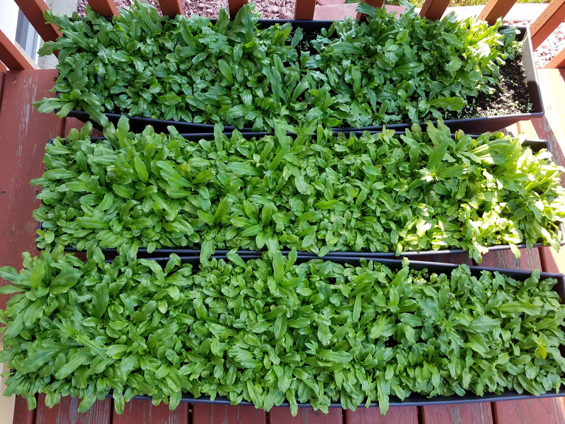 100x Recao Seeds Culantro Eryngium Foetidum One of the Best | Etsy