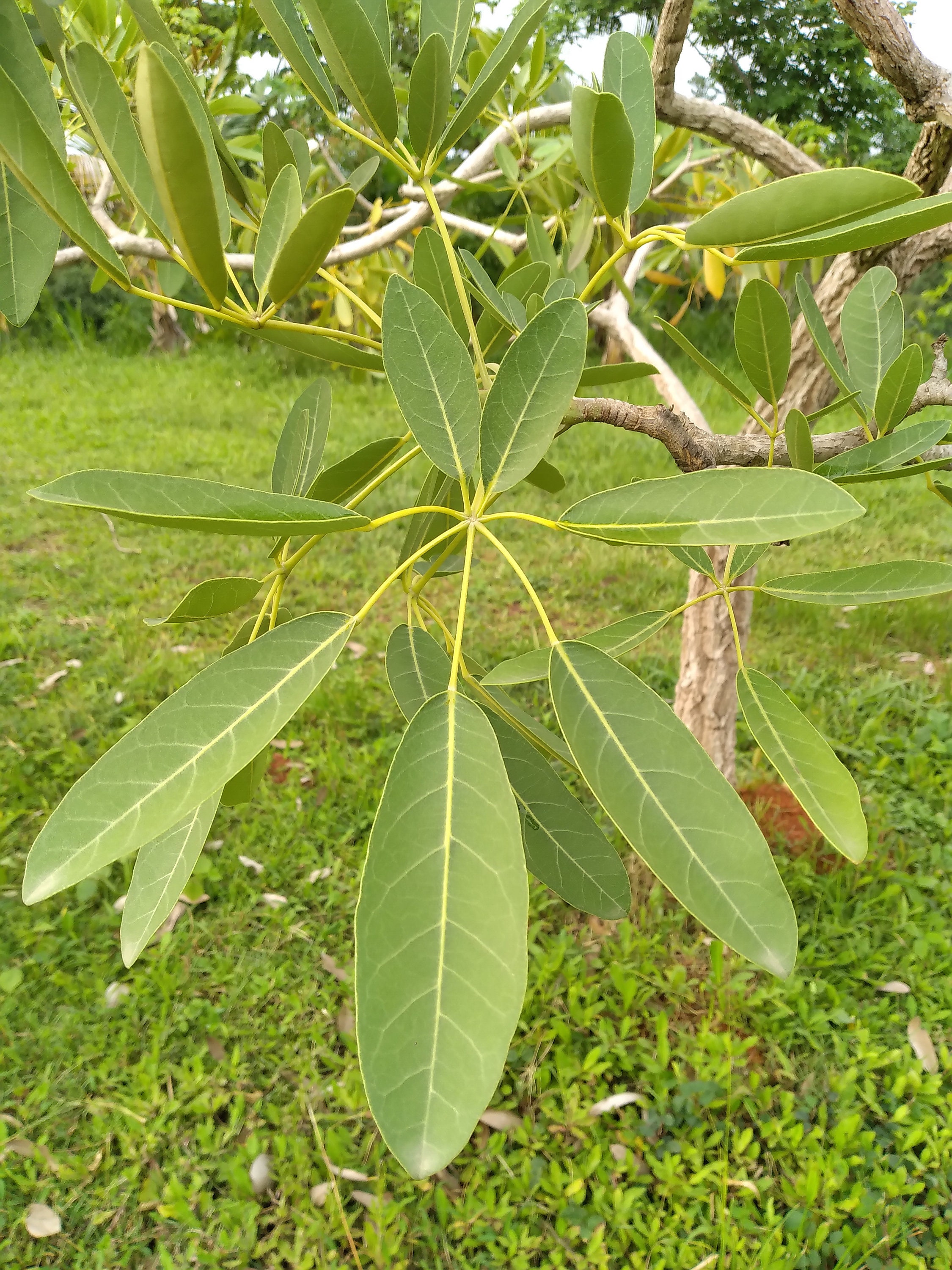 Tabebuia Tree Leaves