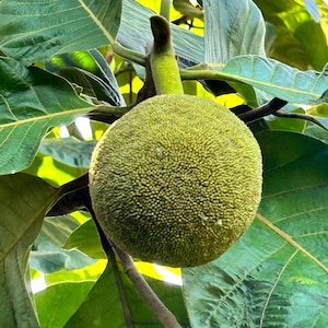 5 Breadnut Seeds: Exotic Tropical Fruit, Artocarpus Camansi - Etsy