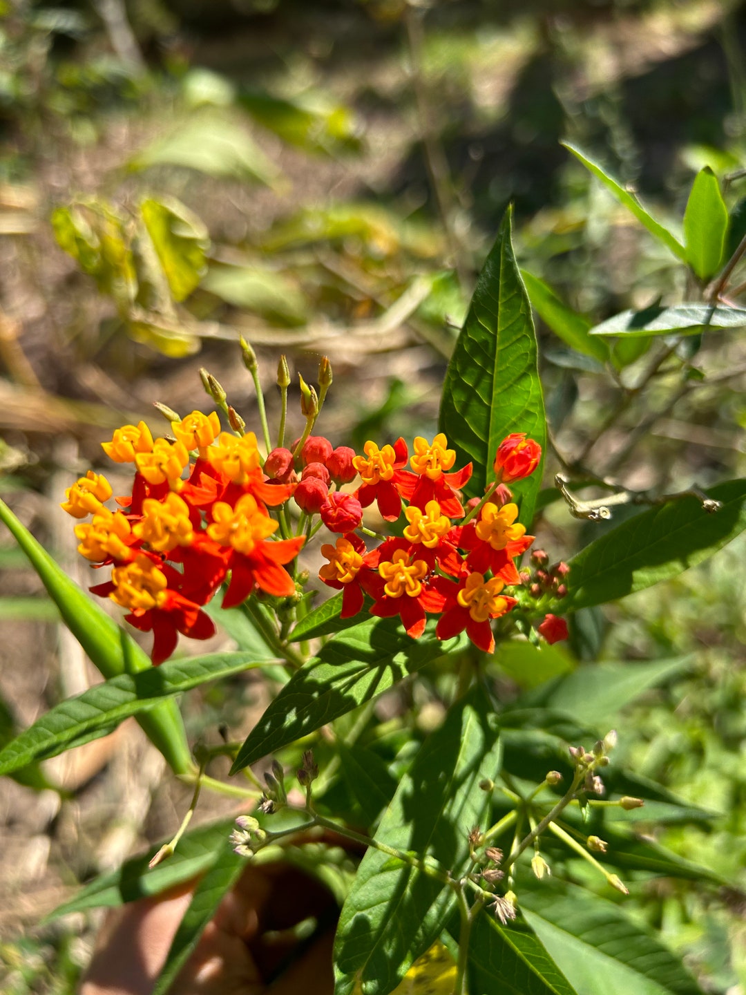 10x Red Milkweed Seeds: Monarch Butterfly Garden, Tropical Asclepias - Etsy