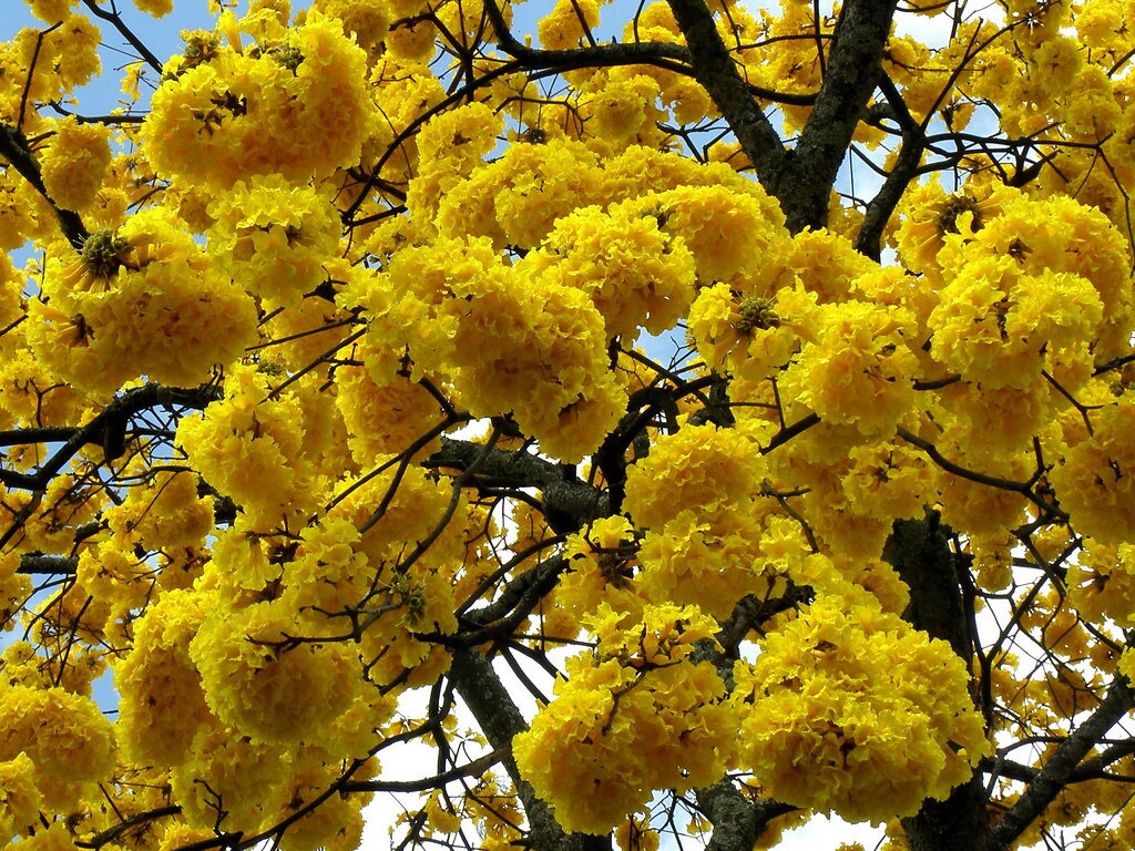 20x Yellow Guayacan Tree Seeds (handroanthus Chrysotrichus) - Etsy