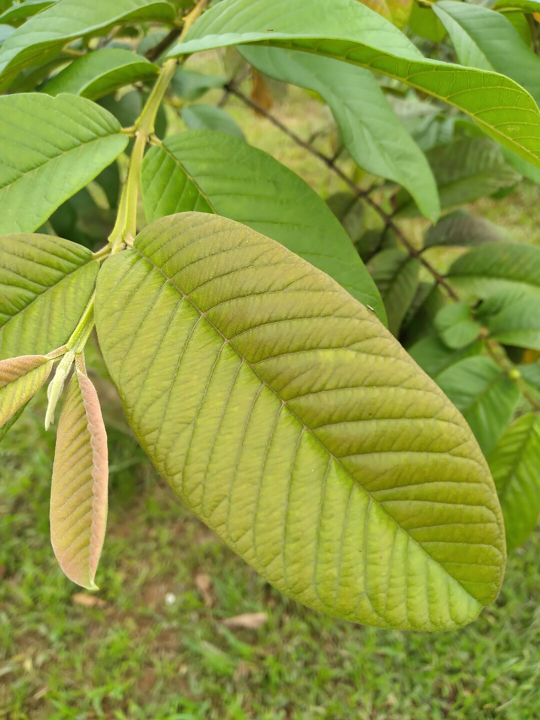 10 Fresh Guava Leaves, Natural Herbal Tea, Craft Supplies - Etsy