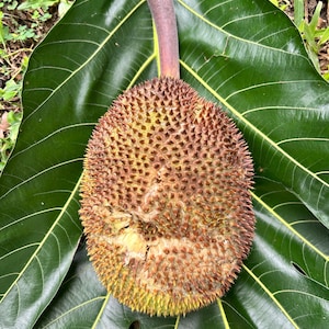 5 Breadnut Seeds: Exotic Tropical Fruit, Artocarpus Camansi - Etsy