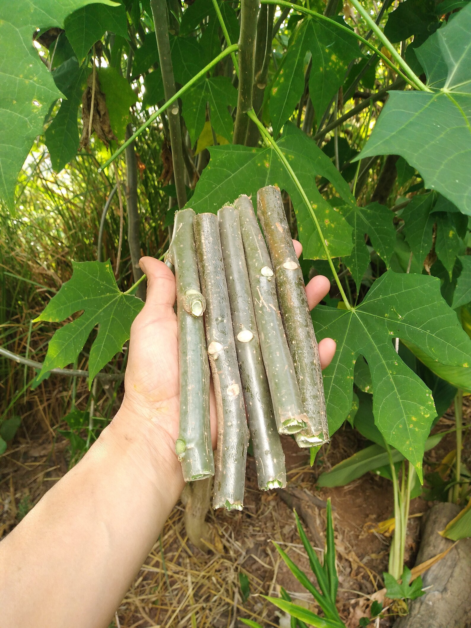 5 Chaya Cuttings: Maya Spinach Tree, Maple Leaf Variant - Etsy