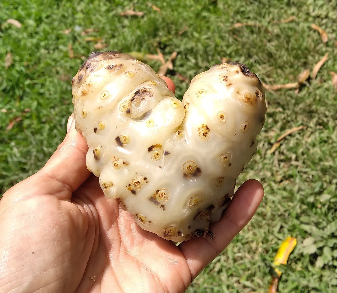 Noni 10 Seeds: Grow Your Own "fruit of Life" - Etsy