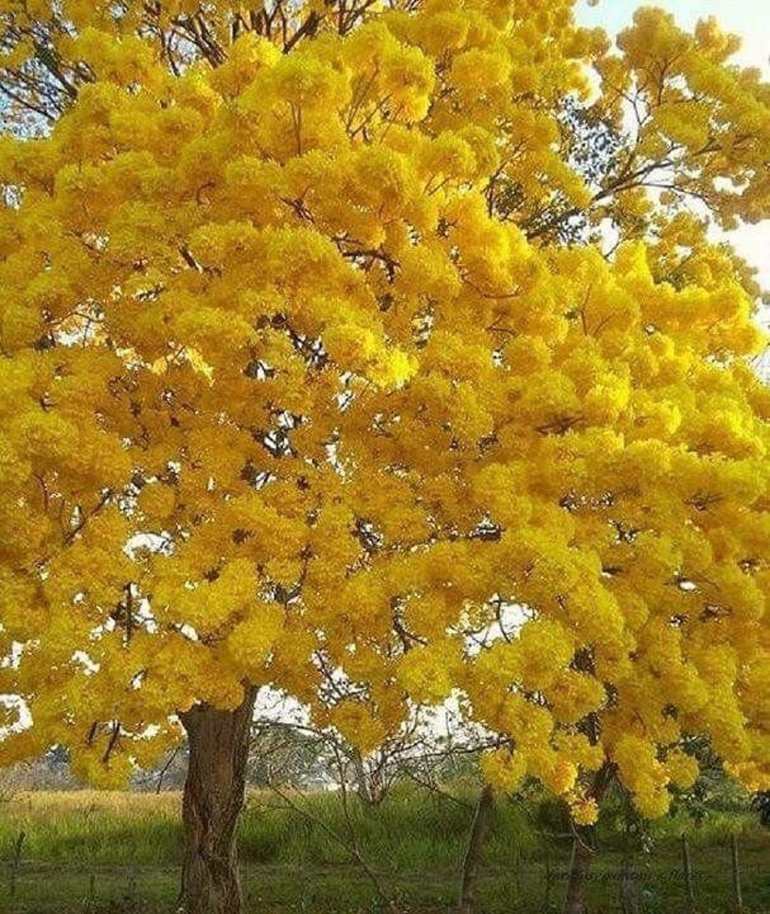 20x Yellow Guayacan Tree Seeds (handroanthus Chrysotrichus) - Etsy