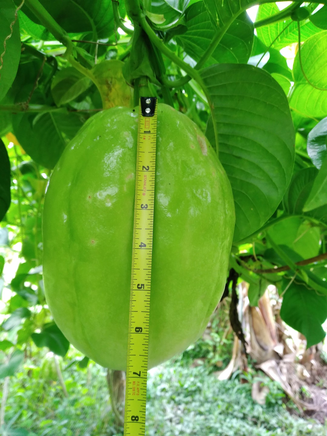 10x Seeds Giant Passionfruit Giant Granadilla, Rare, Exotic, Delicious ...