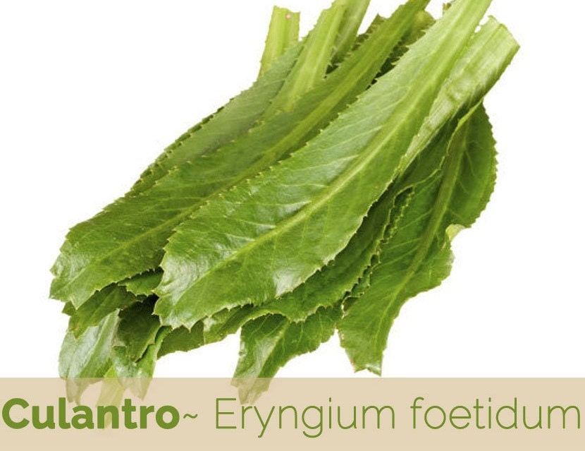 100x Recao Seeds Culantro Eryngium Foetidum One of the Best | Etsy