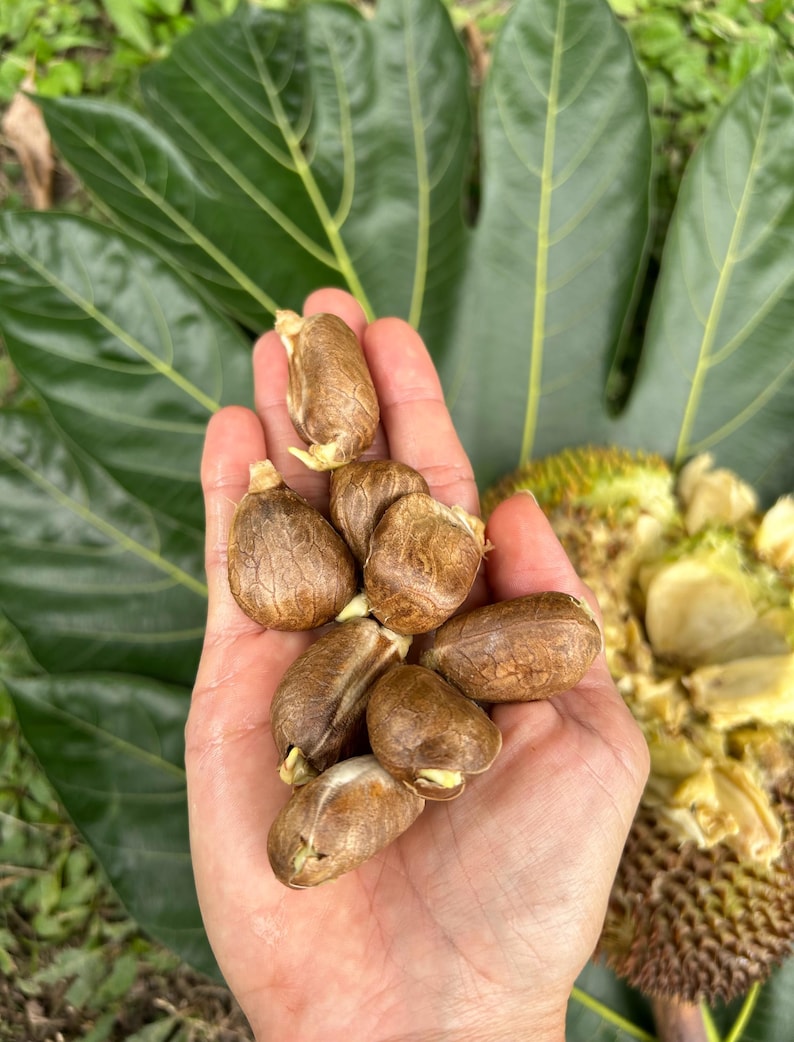 10 Breadnut Seeds, Panapen, Pana De Pepita, Artocarpus Camansi, Kamansi ...
