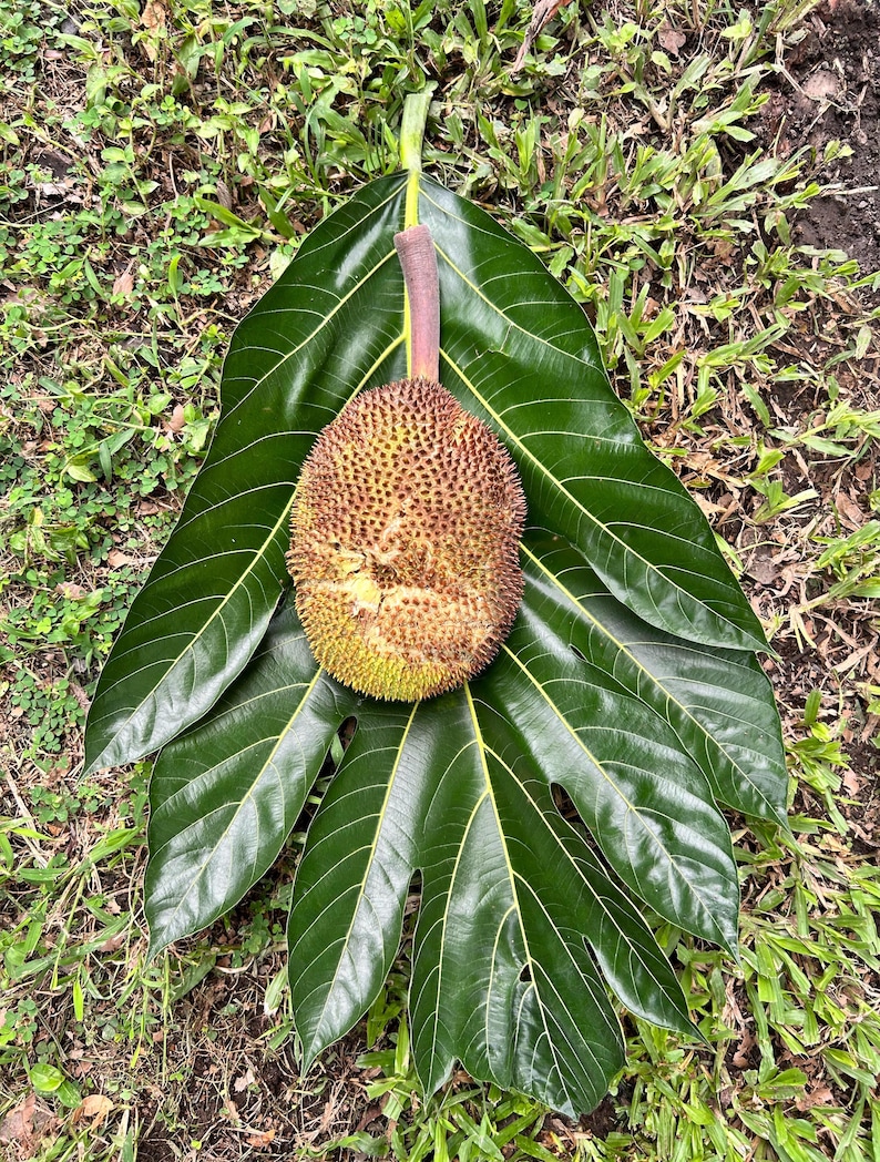 10 Breadnut Seeds, Panapen, Pana De Pepita, Artocarpus Camansi, Kamansi ...