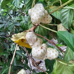 10 X Noni Seeds, Grow Your Own the Fruit of Life, Unbelievable Benefits ...