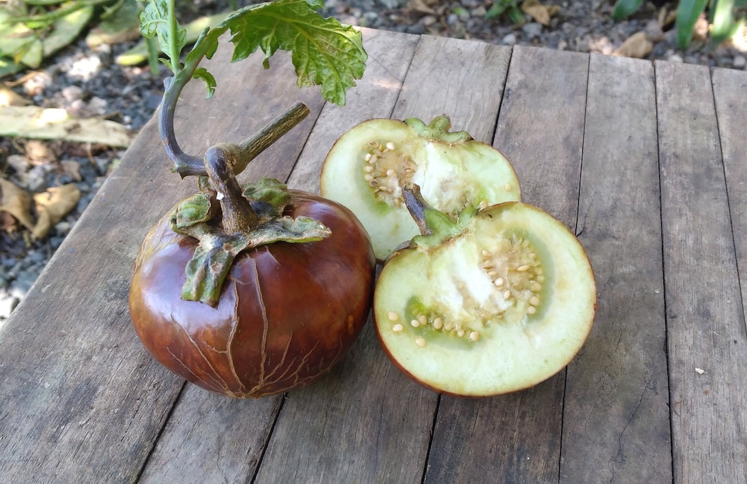 50x Brazilian Potato Tree Seeds: Giant Solanum - Etsy