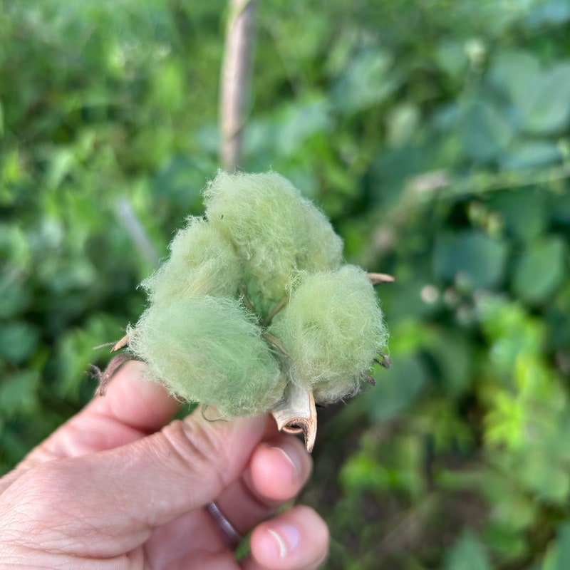 Naturally Green Cotton - Etsy