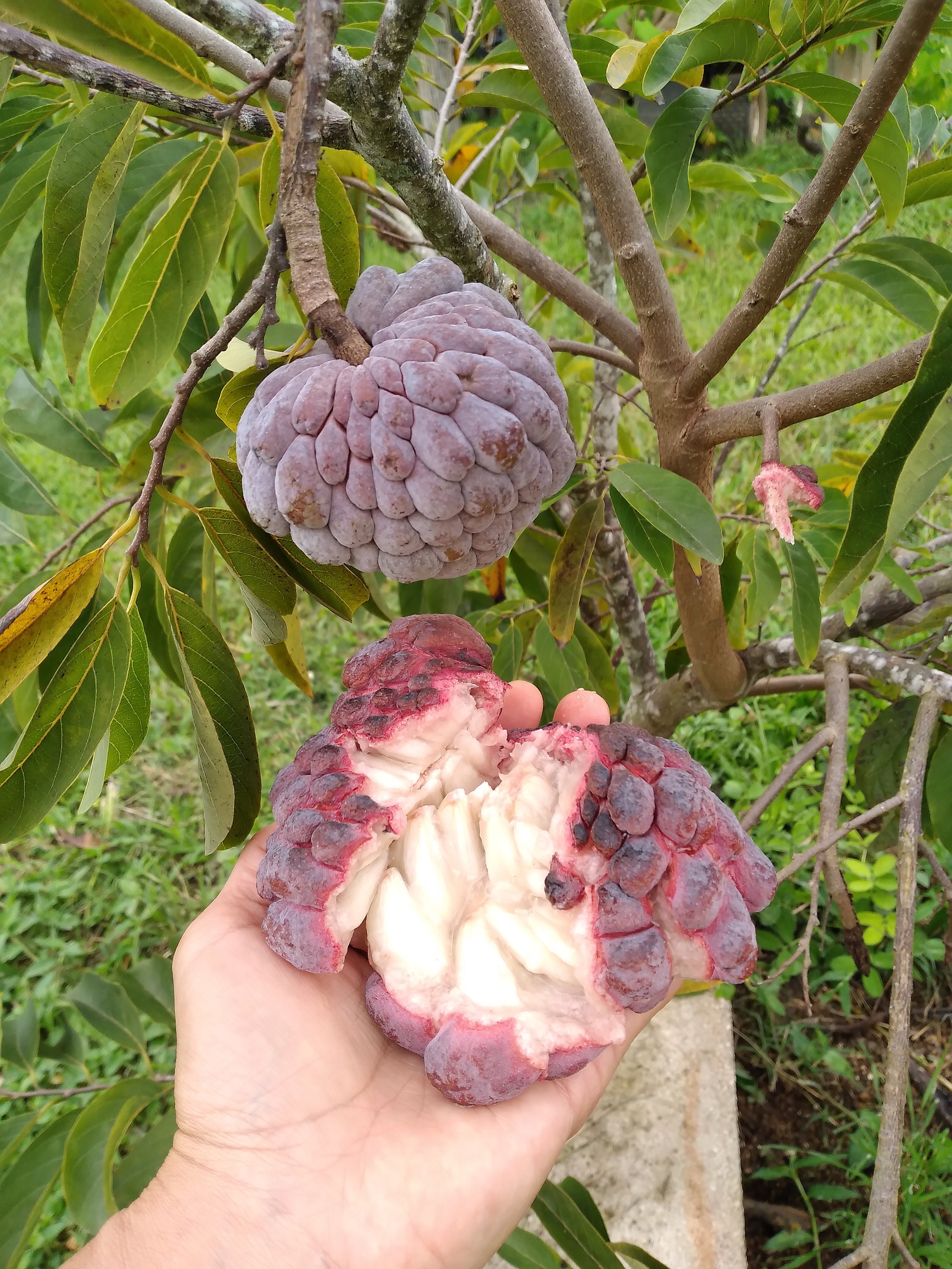 Red Custard Apple Tree