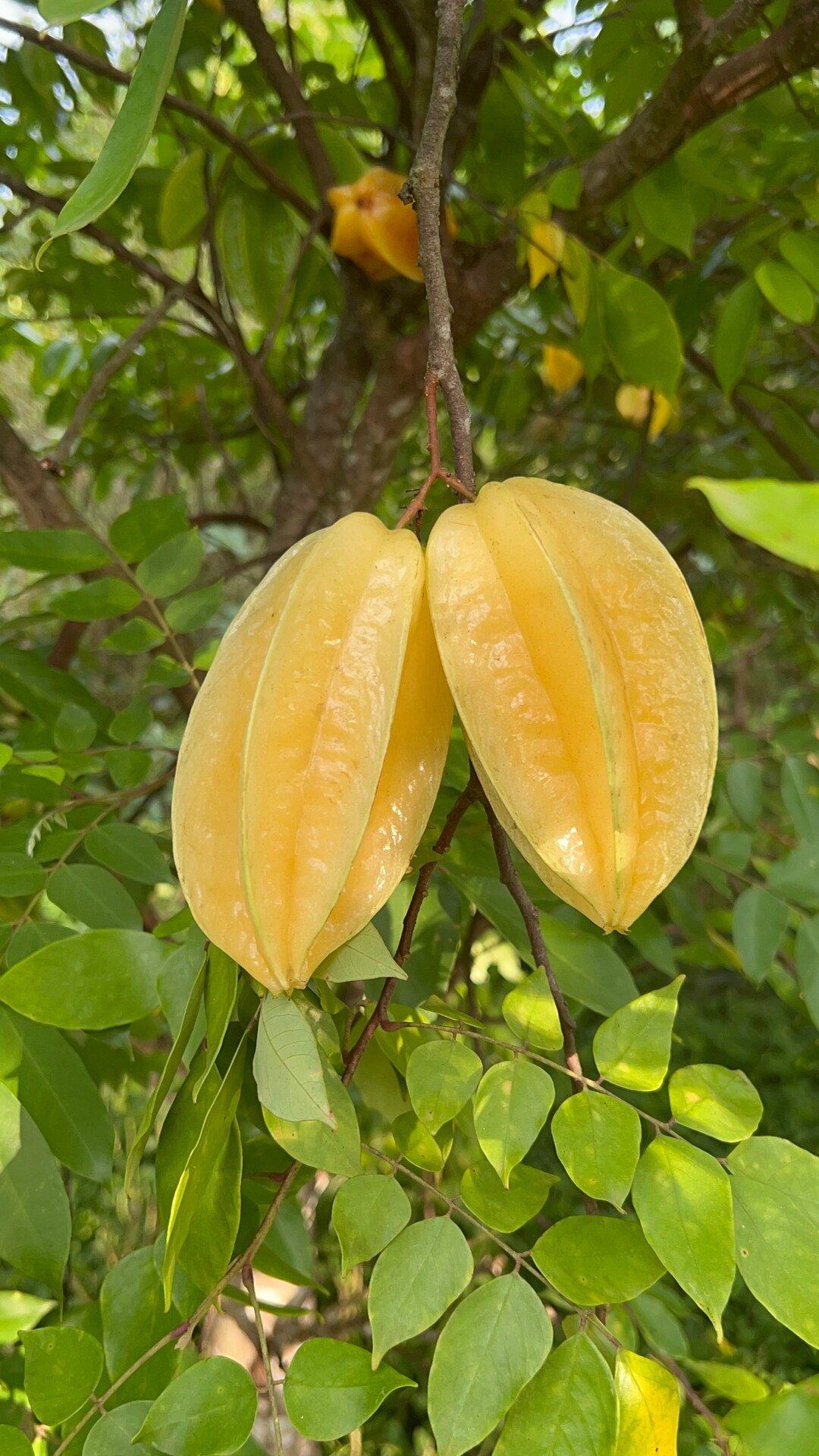 10x Star Fruit Seeds, Carambola, 100% Natural, Easy to Grow, Grow in ...