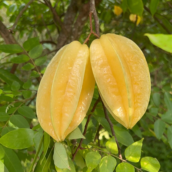 Star Fruit Plant - Etsy