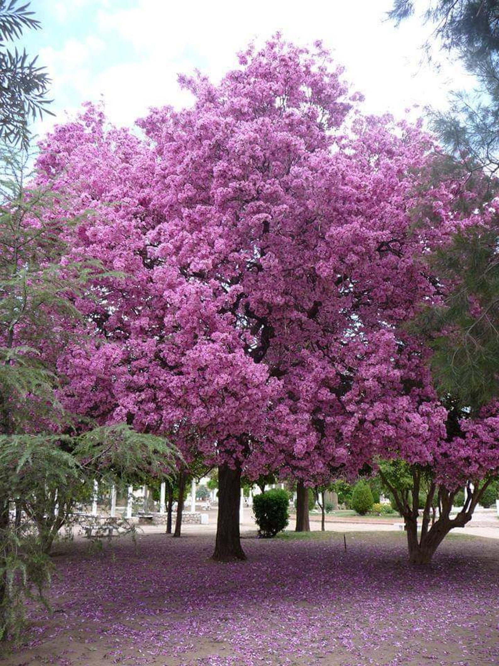 20x Pink Oak Tree Seeds/tabebuia Rosea Good Condition Seeds - Etsy
