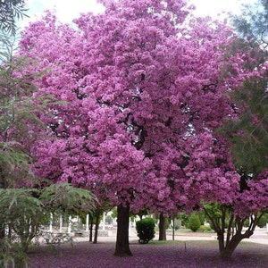 20x Pink Oak Tree Seeds - Tabebuia Rosea - Etsy