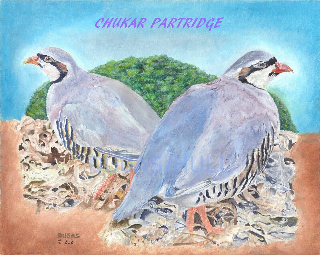 WALLS: Chukar Partridge- With Text on 16" X 20" - of Original Poultry ...