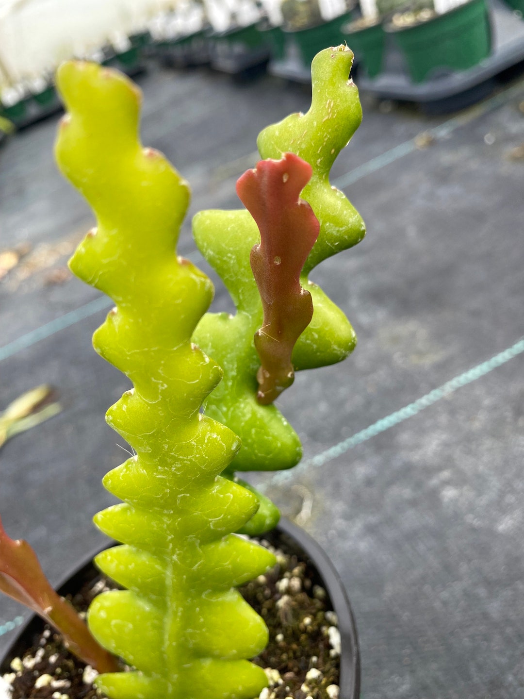 Disocactus Anguliger Cactus “ Fishbone Cactus” “ Zigzag Plant” - Etsy