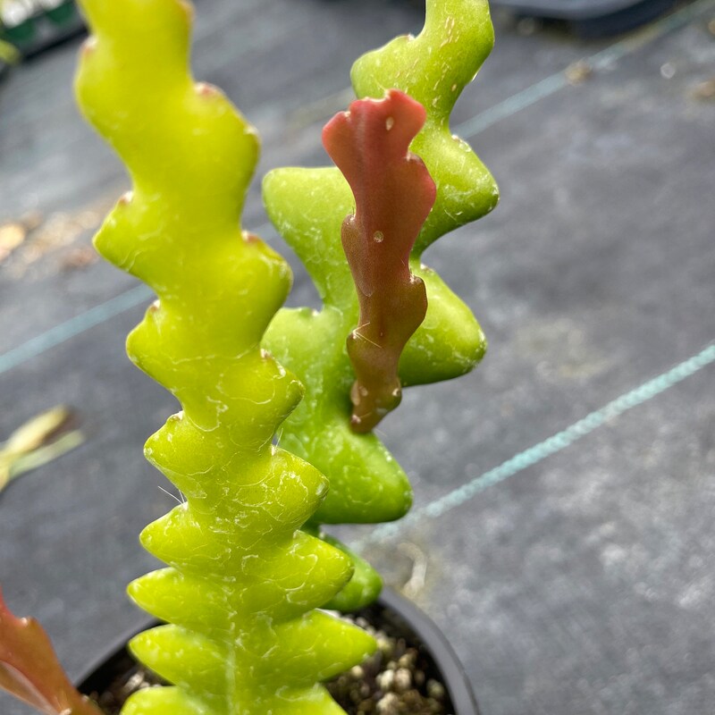 Fishbone Cactus - Etsy