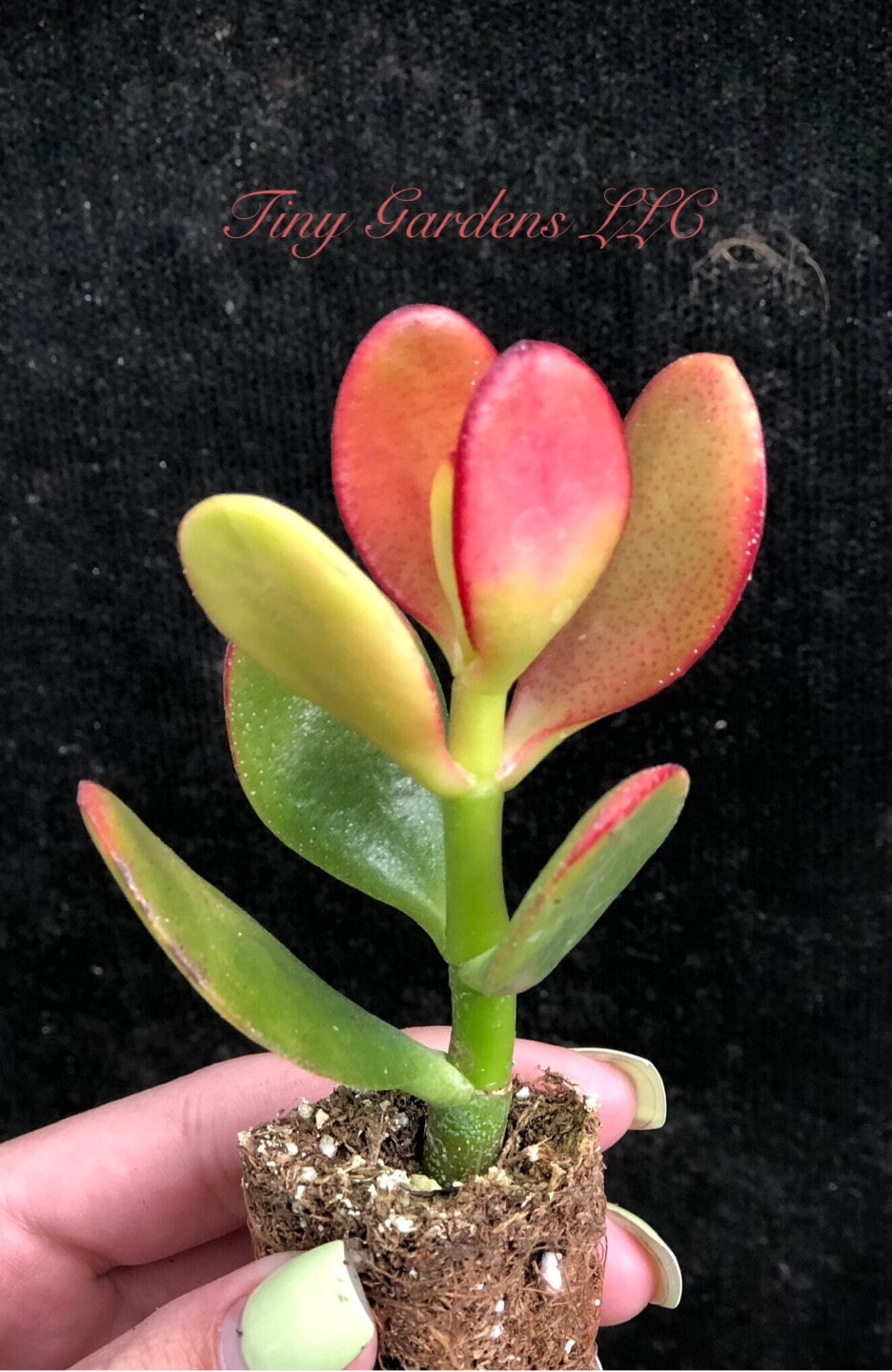 Crassula Ovata Sunset Succulent | Etsy