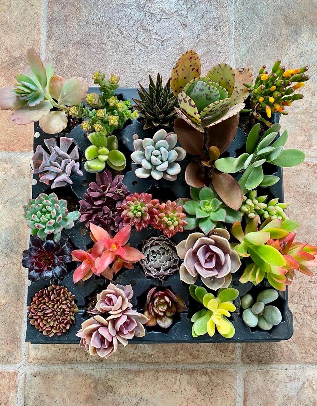 Custom Assorted Live Rooted Succulent Plugs - Etsy