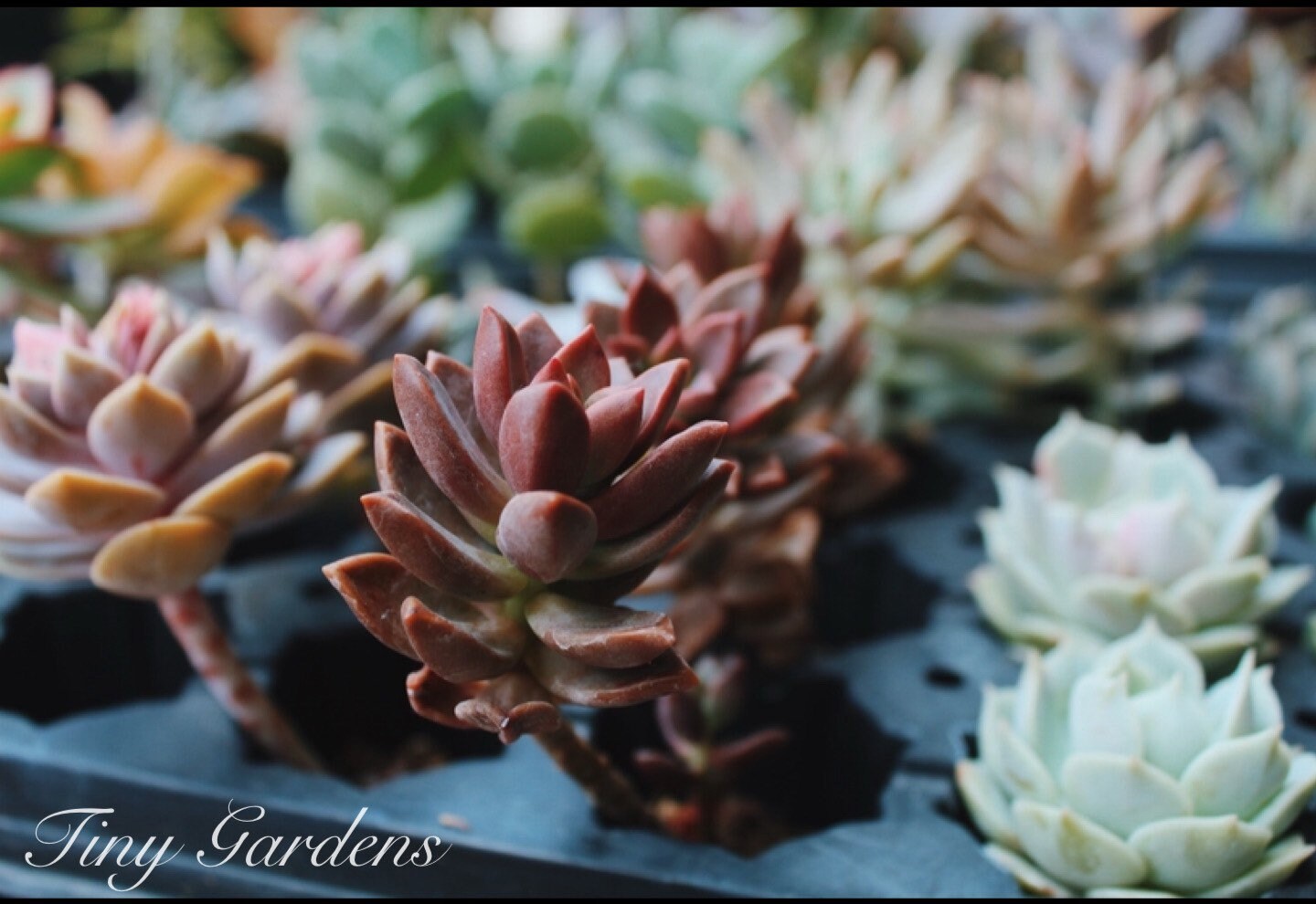 Custom Assorted Live Rooted Succulent Plugs - Etsy