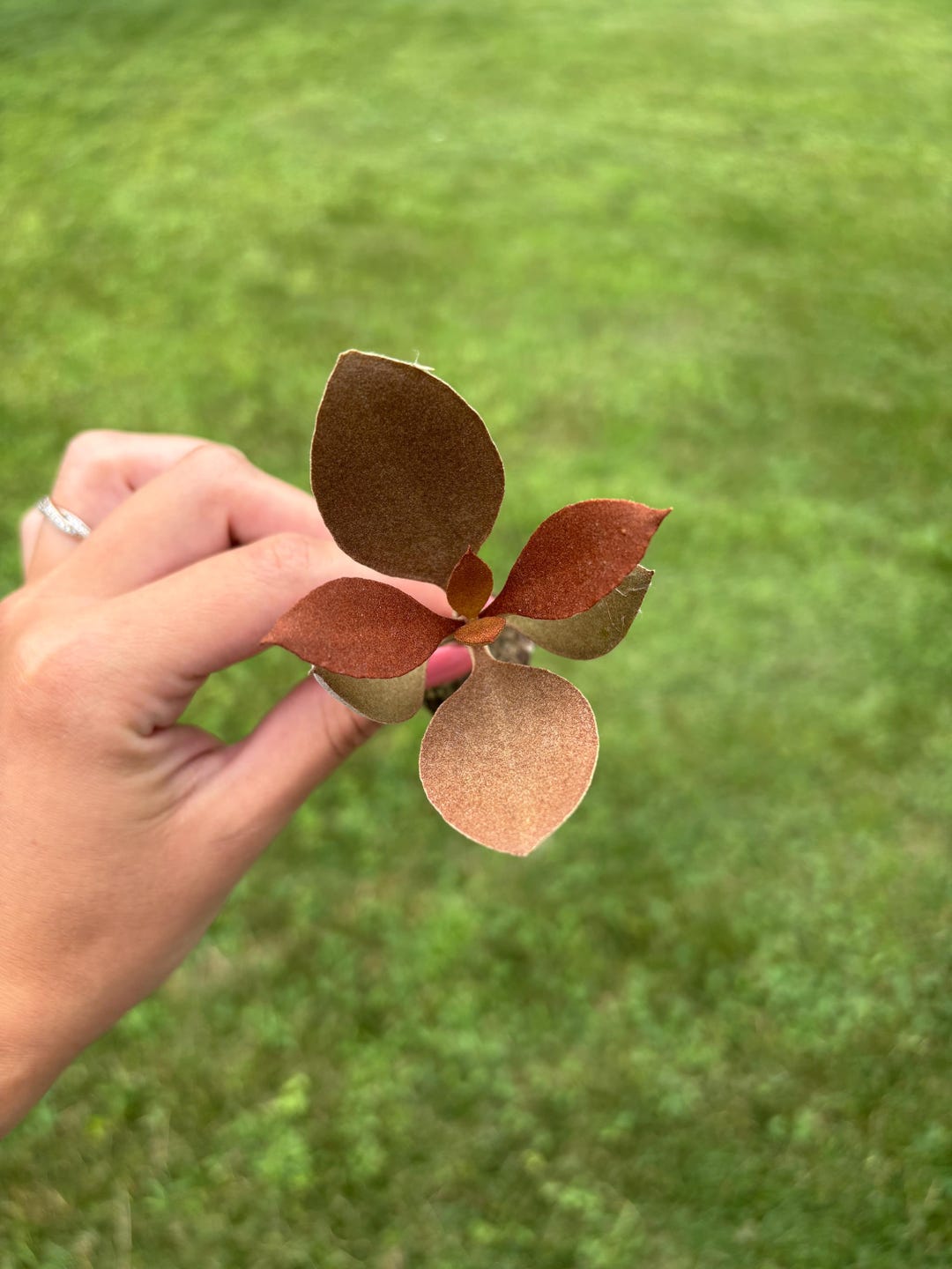 Kalanchoe Orgyalis “copper Spoons” Plug - Etsy