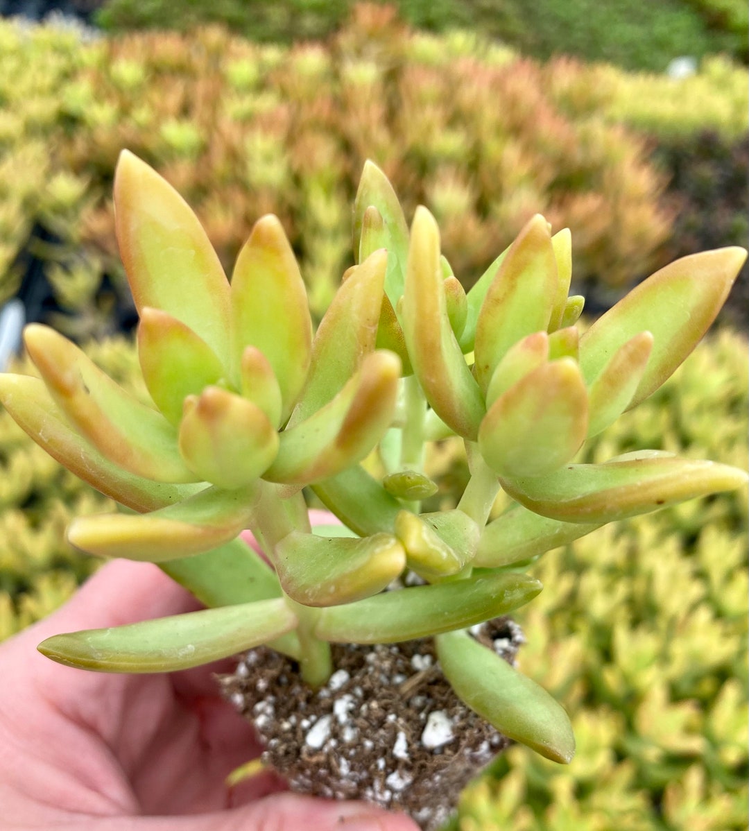 Sedum Nussbaumerianum - Coppertone Stonecrop - Etsy