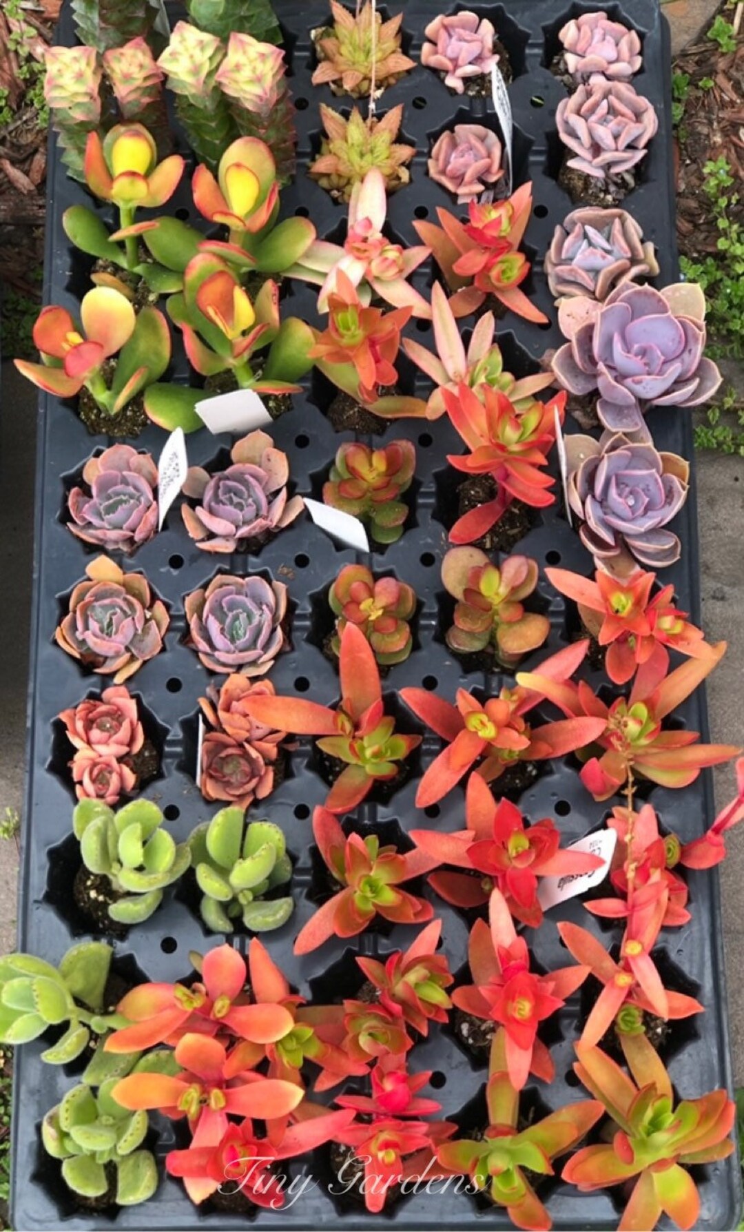 Custom Assorted Live Rooted Succulent Plugs - Etsy
