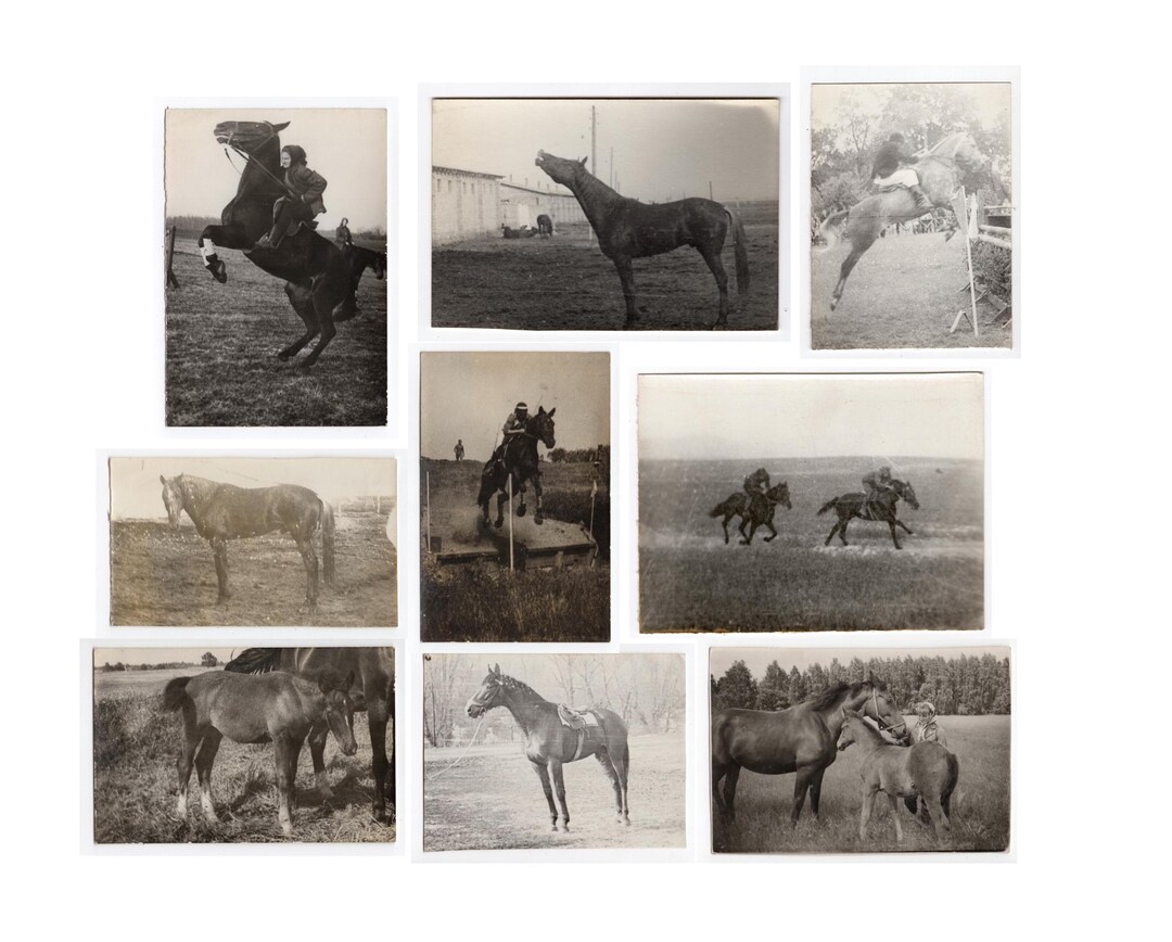 9 Vintage Photos of Horses, Found Vintage Snapshots - Etsy