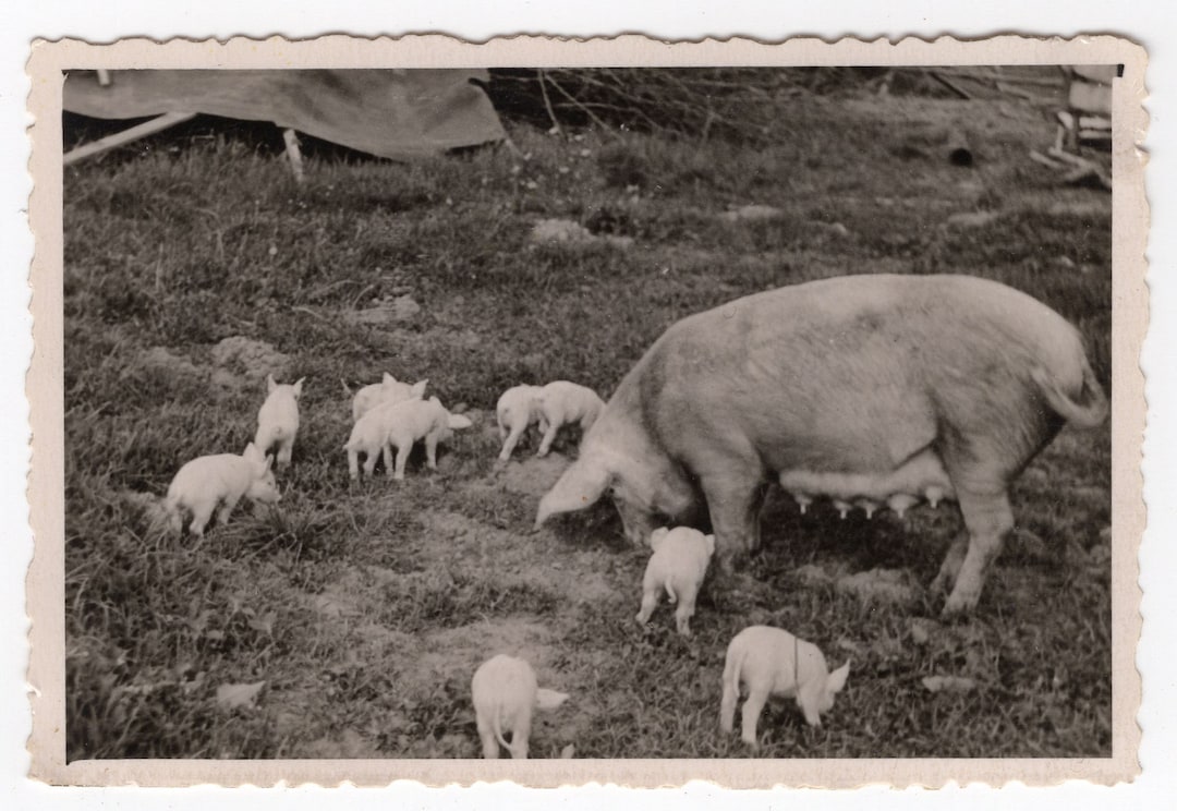 Pig and Piglets, Found Vintage Photo - Etsy